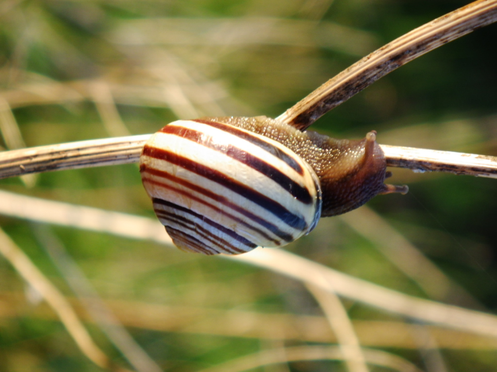 Escargot in the raw - PentaxForums.com