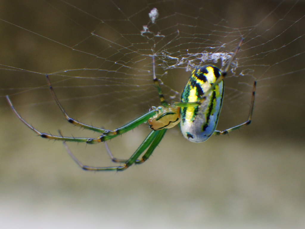 Orchard Spider - PentaxForums.com