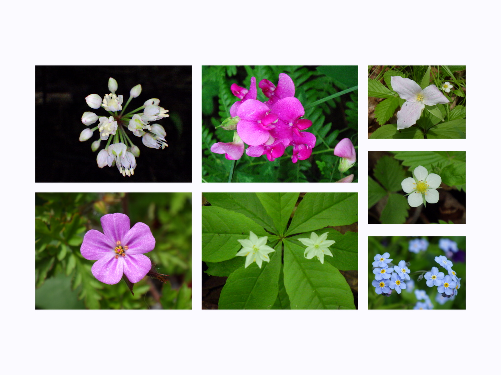 A collage of flower macros made in the WG-90 - PentaxForums.com